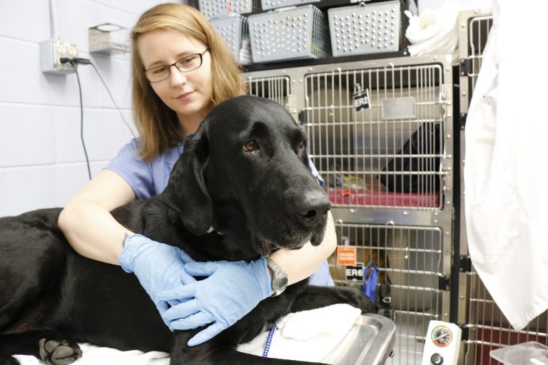 Animal Blood Bank | Blood for Pet Transfusions | UW Veterinary Care