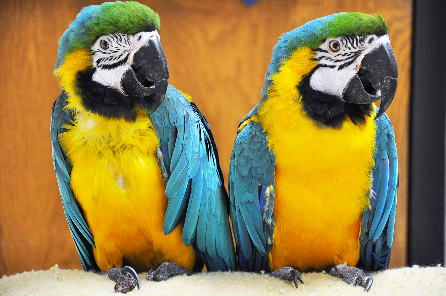 Bird & Avian Veterinarian | Bird Hospital & Specialist | UW Veterinary Care